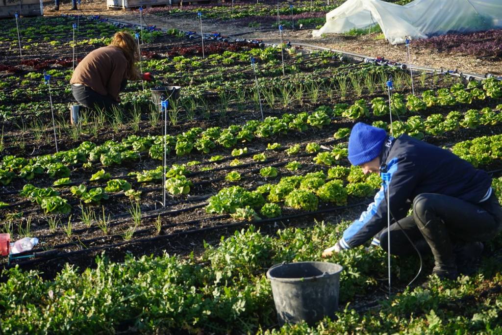 Agriculture urbaine et maraîchage à Marseille - Le Talus - Love Spots