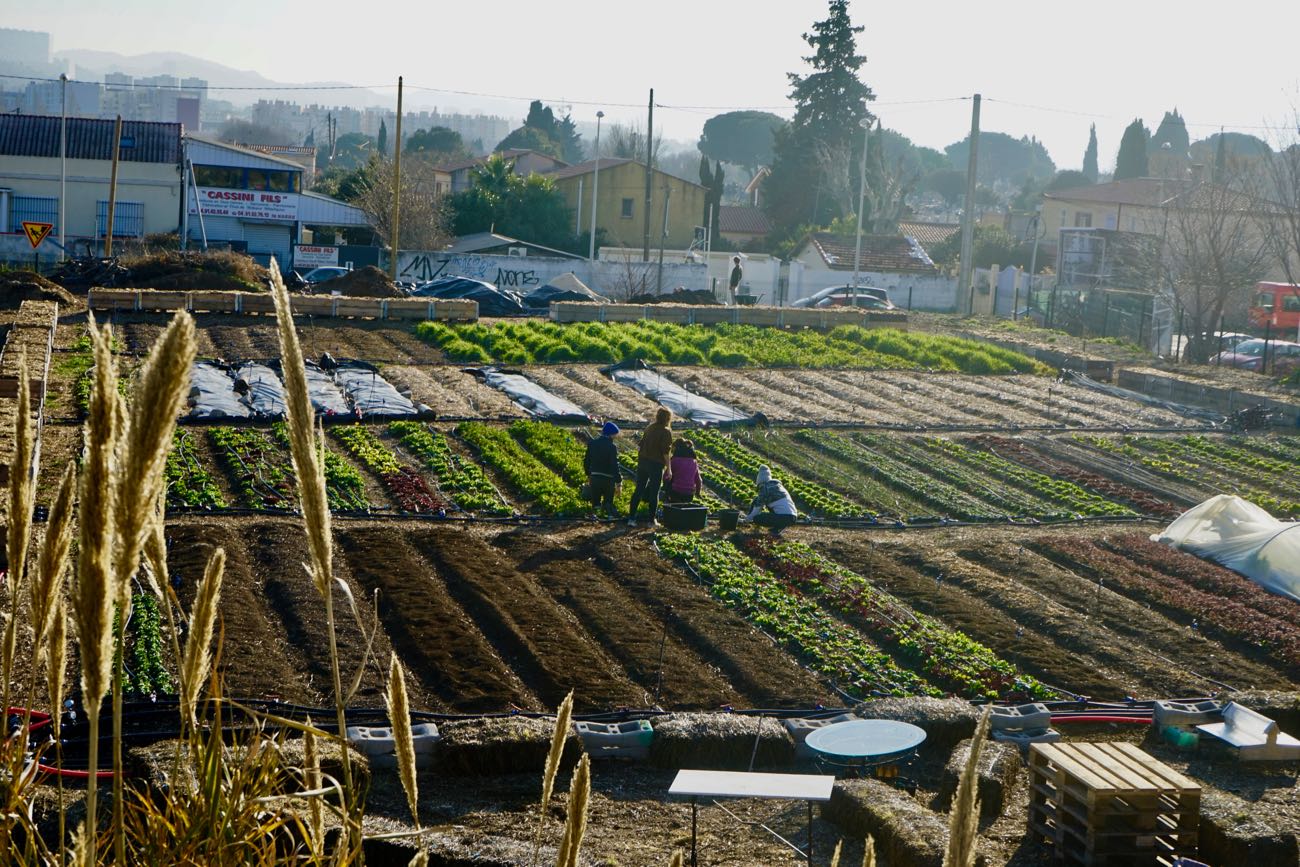 Agriculture urbaine et maraîchage à Marseille - Le Talus - Love Spots